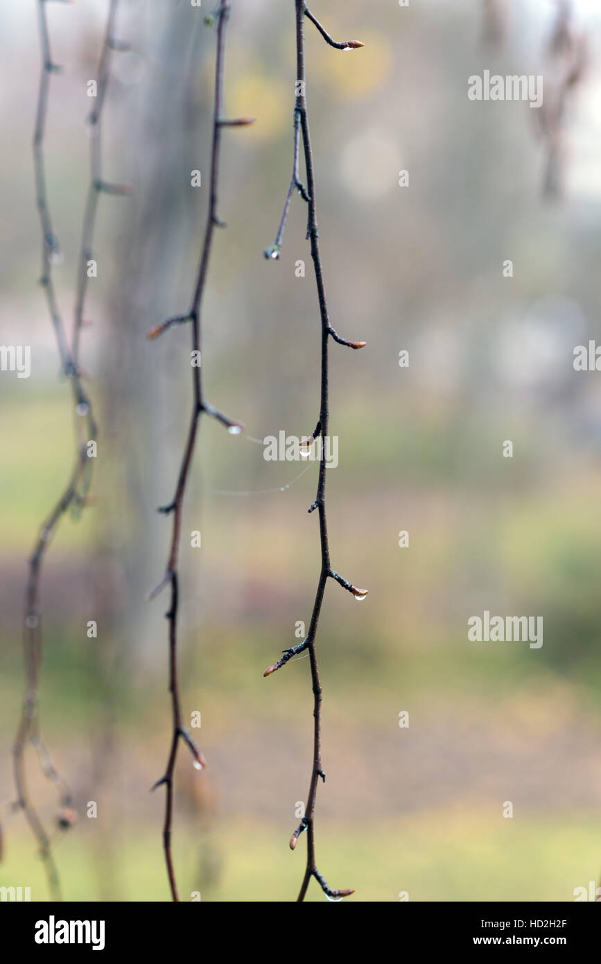Water drops branch hi-res stock photography and images - Alamy