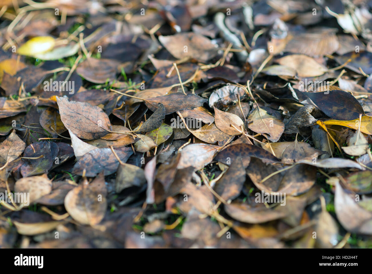 Fallen leaves background in December Stock Photo - Alamy