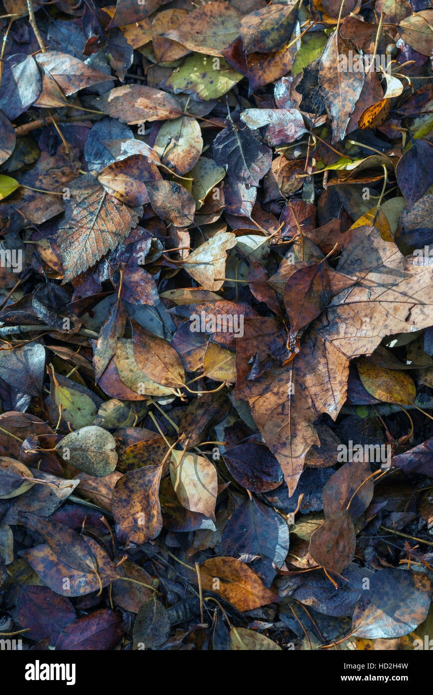 Fallen leaves background in December Stock Photo - Alamy
