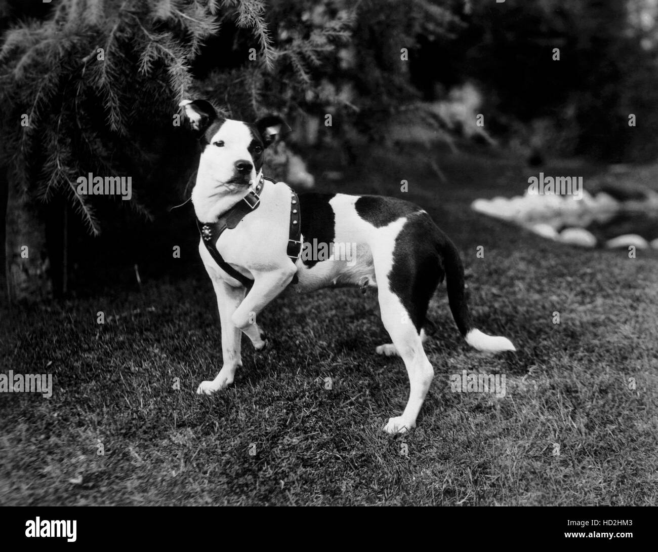 Unknown pit bull, labeled Pete the Dog, (aka Petey), star of many Our ...