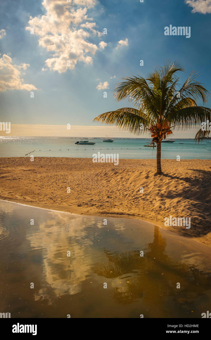 Coconut tree on a stretch of sandy beach, Mauritius Stock Photo - Alamy