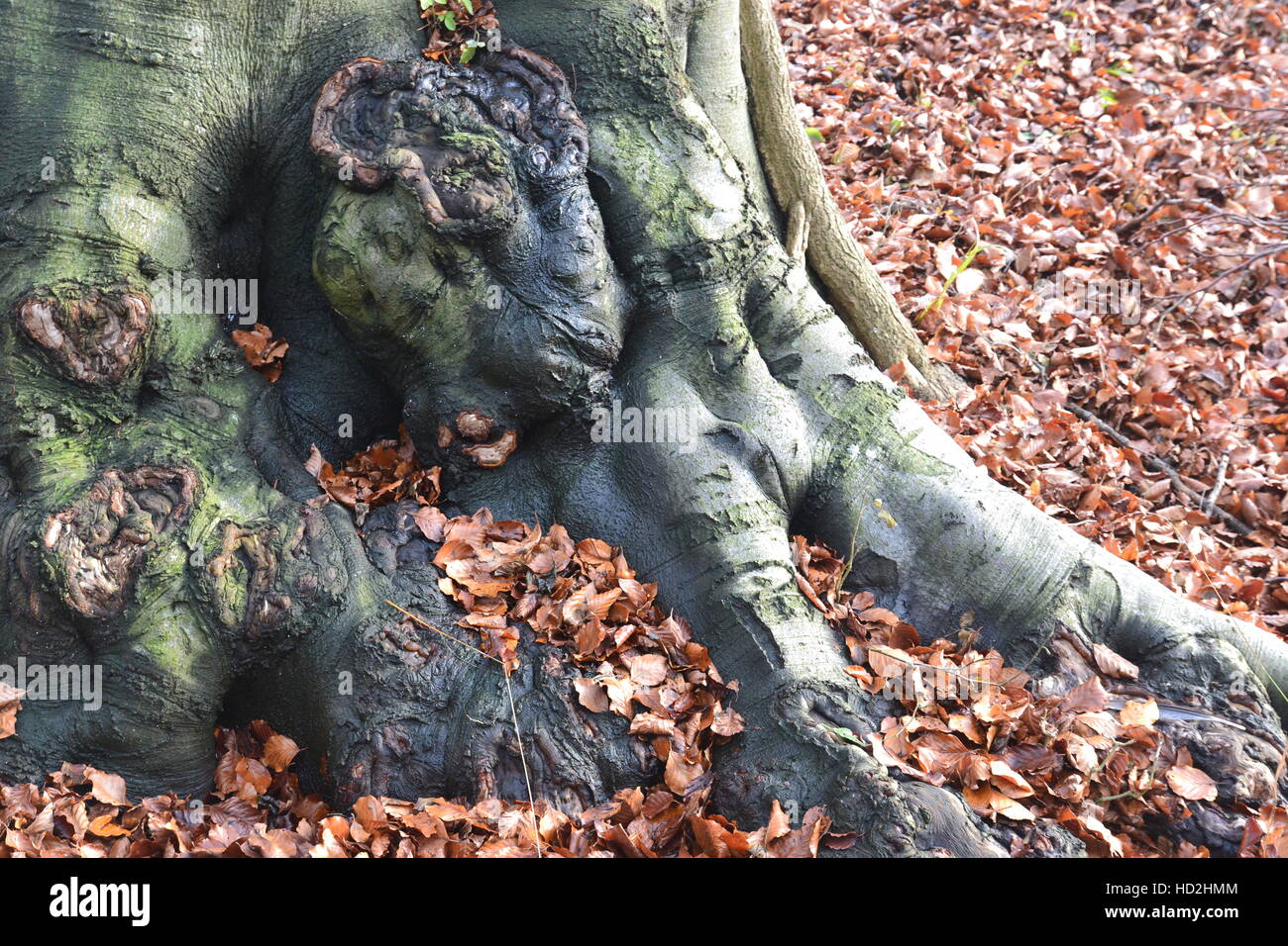 Lump of roots hi-res stock photography and images - Alamy