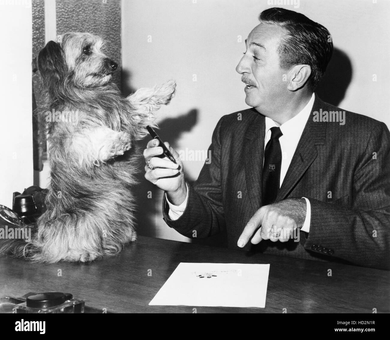 Walt Disney indicating a paw print sketch to his canine friend, 1950s ...