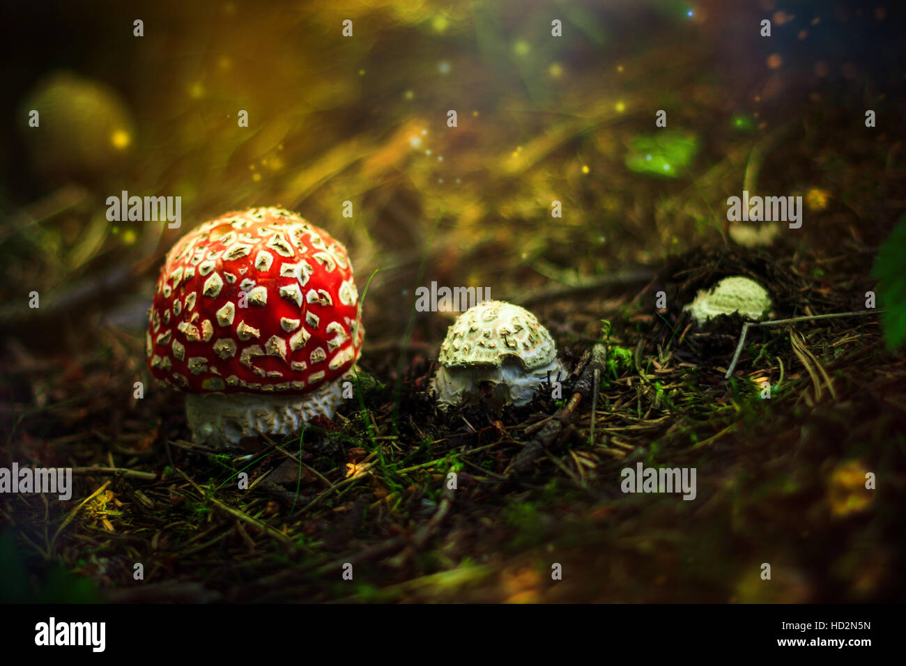 Poisonous mushrooms close-up like in a fairytale Stock Photo - Alamy