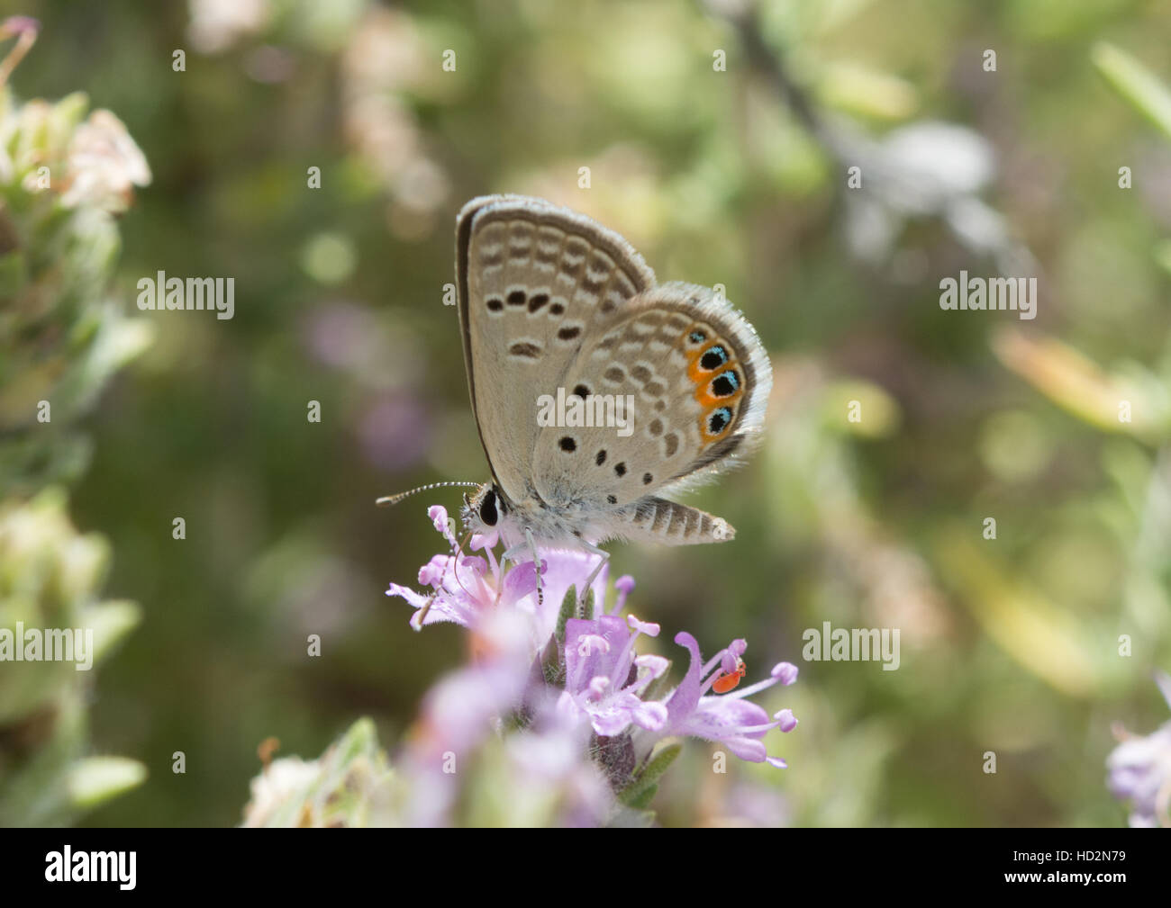 Grass jewel (Chilades trochylus), the smallest butterfly in Europe ...