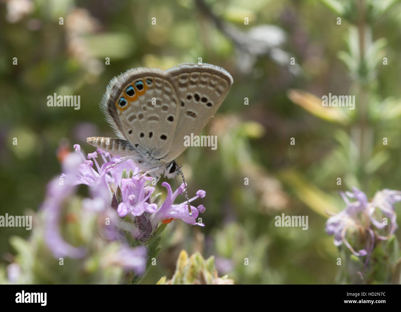 Grass jewel (Chilades trochylus), the smallest butterfly in Europe ...