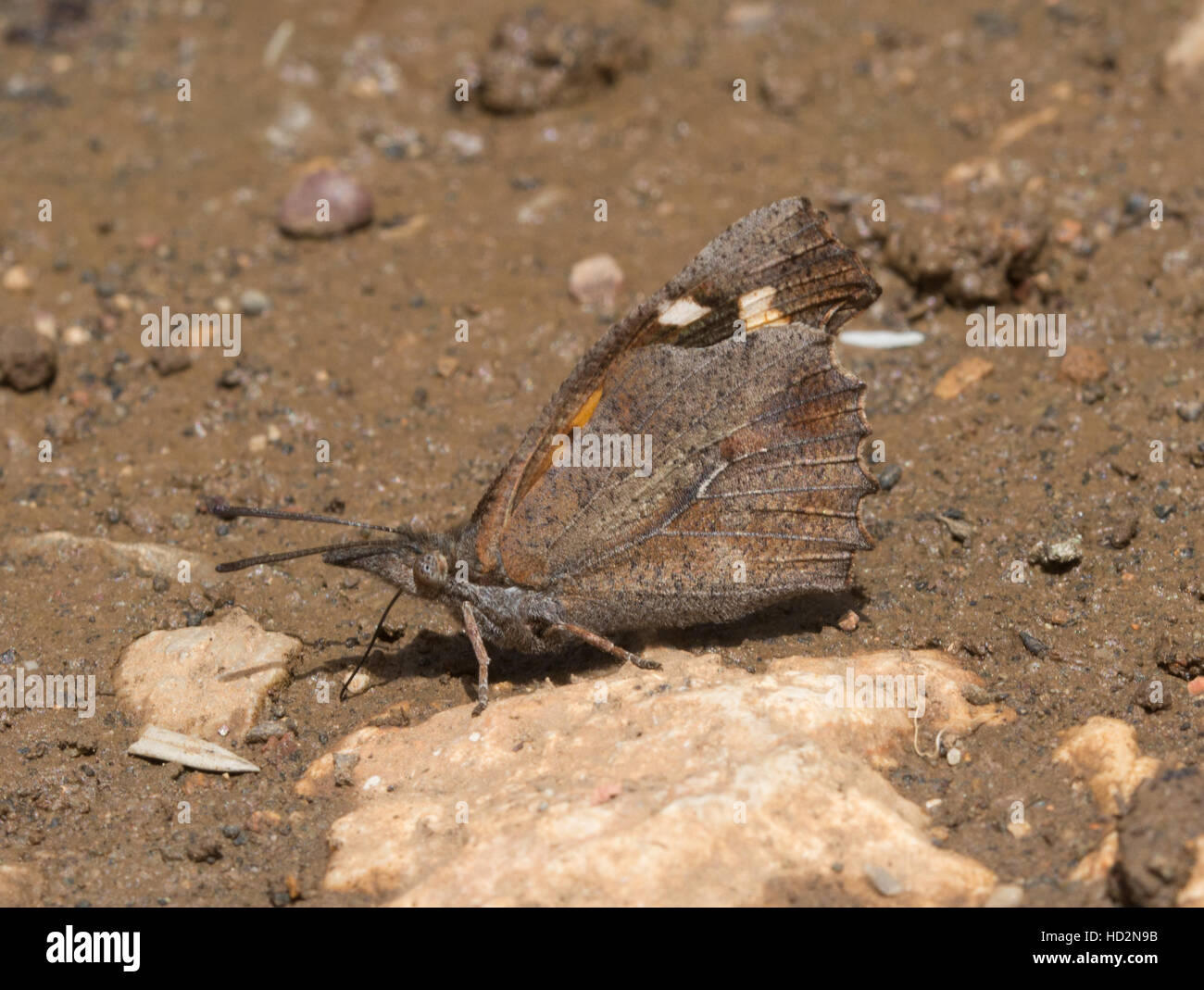 Nettle tree butterfly (Libythea celtis) puddling Stock Photo - Alamy