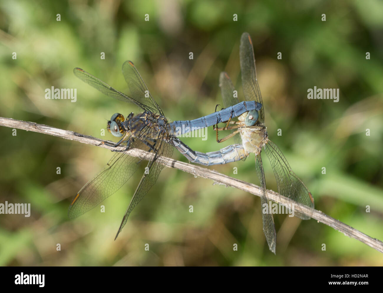 Paired southern skimmer dragonflies (Orthetrum brunneum) in Greece ...