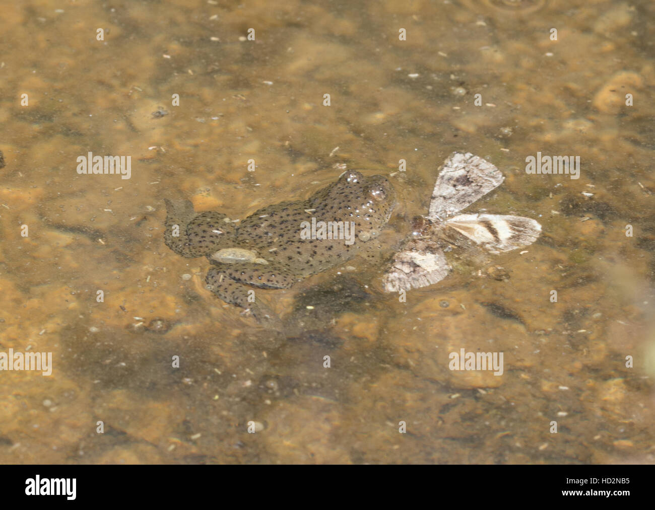 Yellow-bellied toad (Bombina variegata) floating in pond in Greece ...
