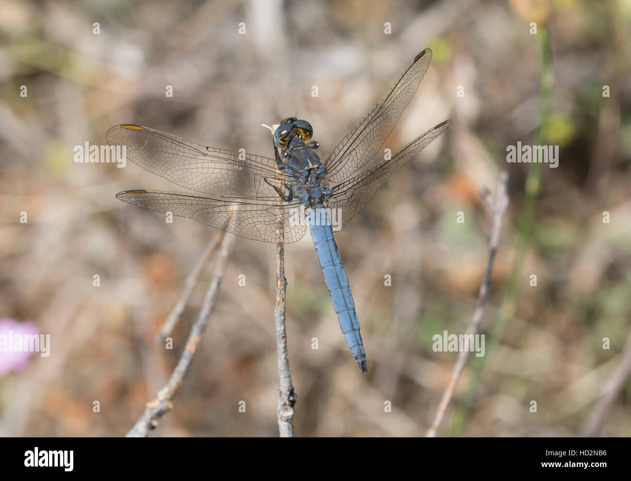 Southern skimmer hi-res stock photography and images - Alamy