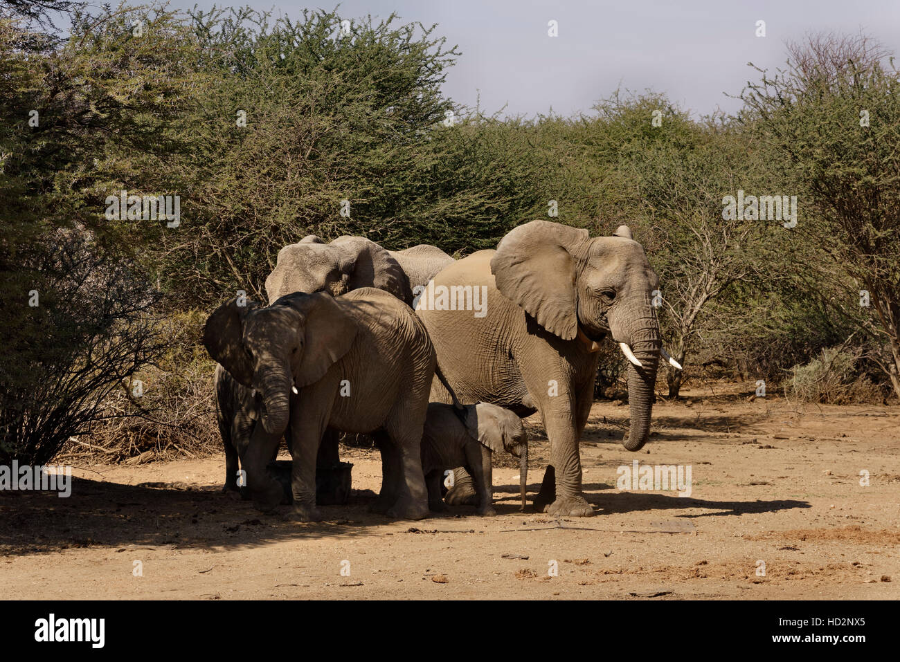 Elephants (Loxodonta africana) at a feeding lot in Erindi Private Game ...