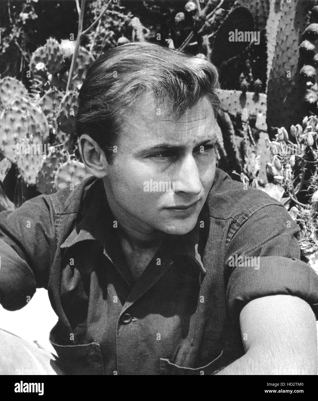 Nick Adams, summer 1956 Stock Photo - Alamy