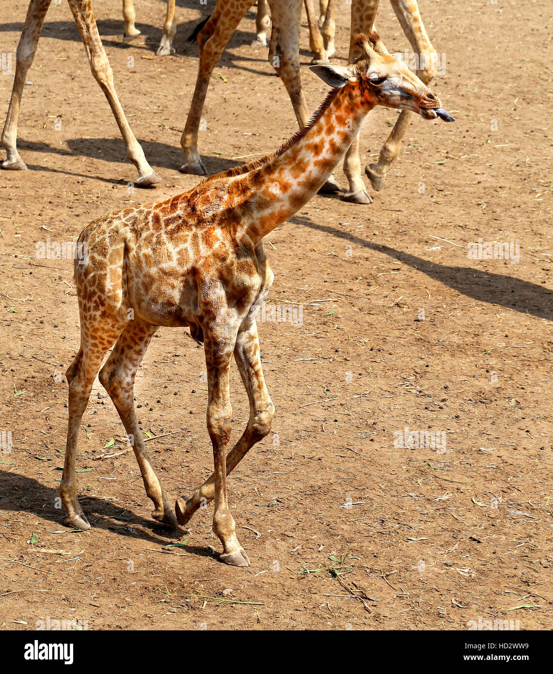 Beautiful animal giraffes in Thailand photographed in close-up Stock ...