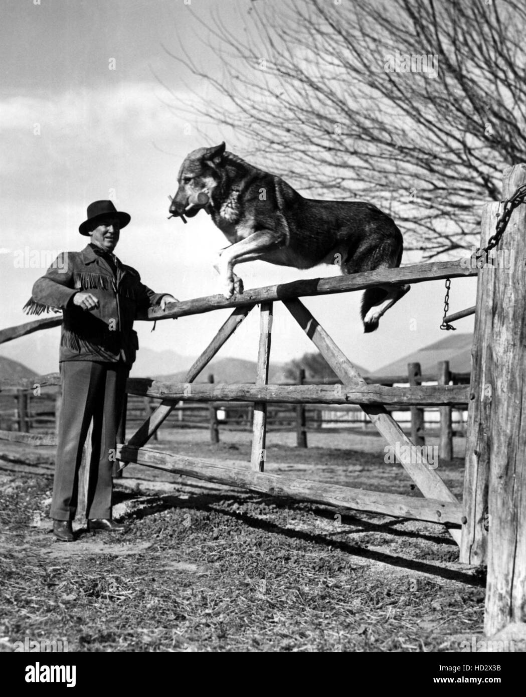 Lee Duncan, trainer of Rin Tin Tin, watches his star pupil clear a ...