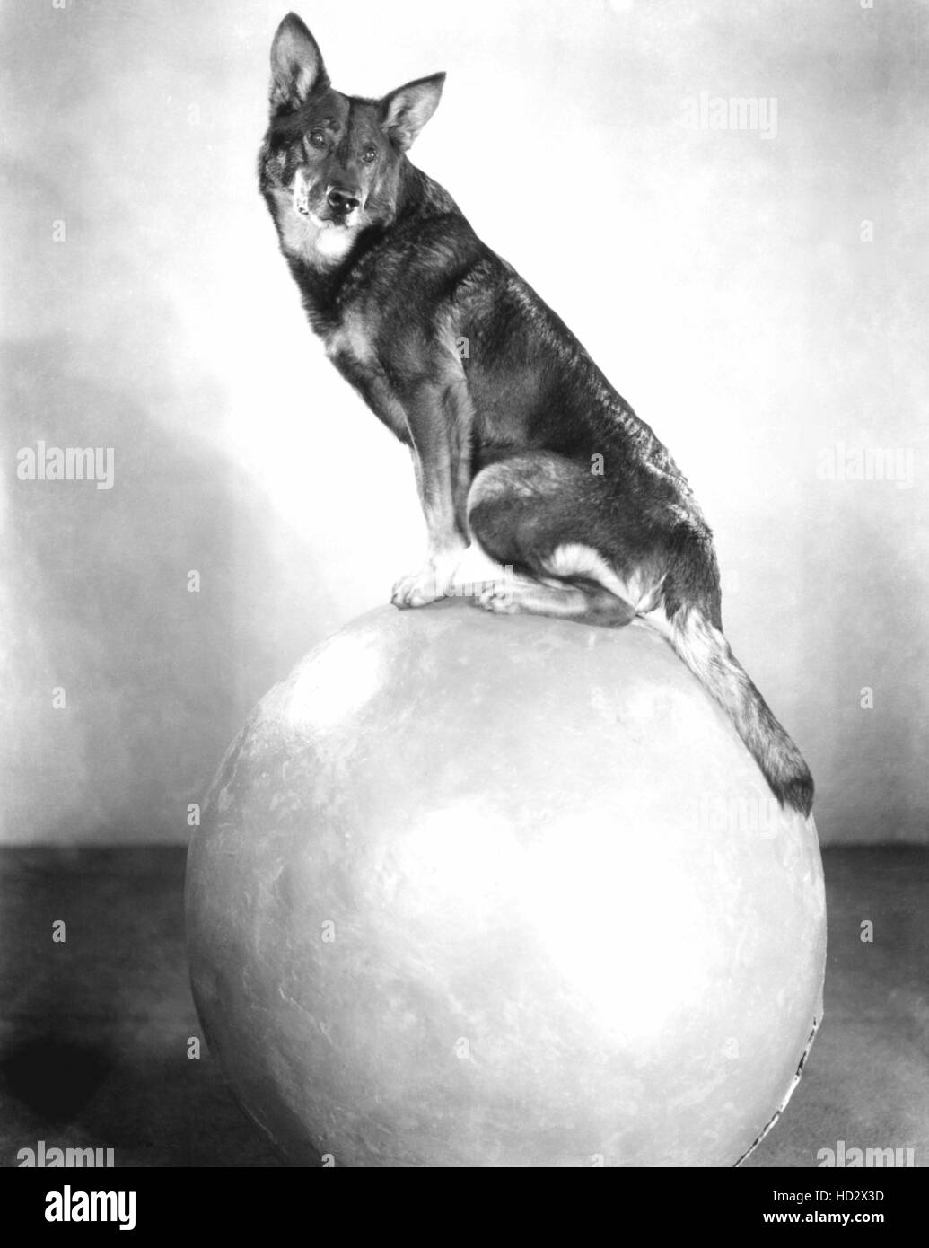 Rin Tin Tin, ca 1920s Stock Photo - Alamy