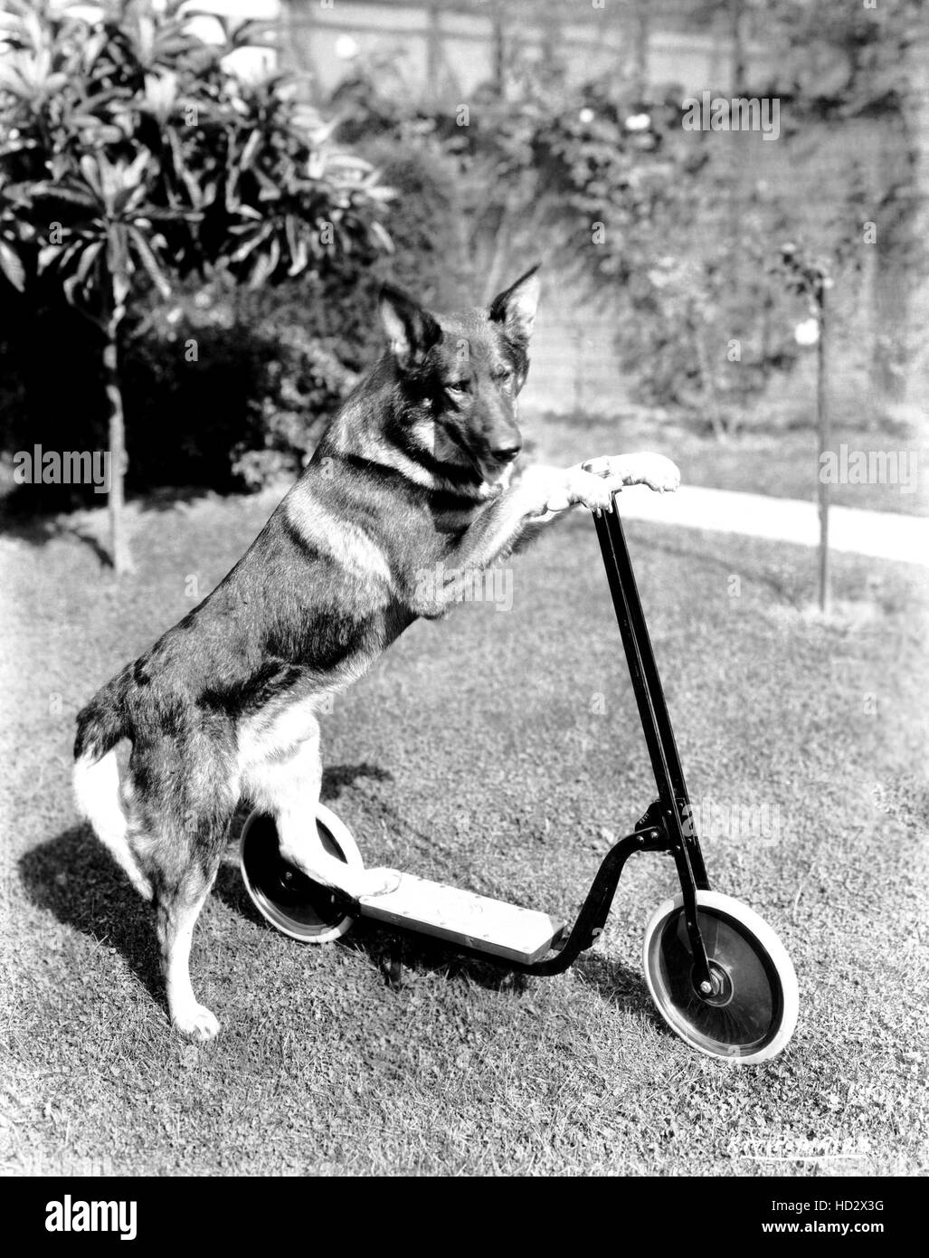 1920s german shepherd dog Black and White Stock Photos & Images - Alamy