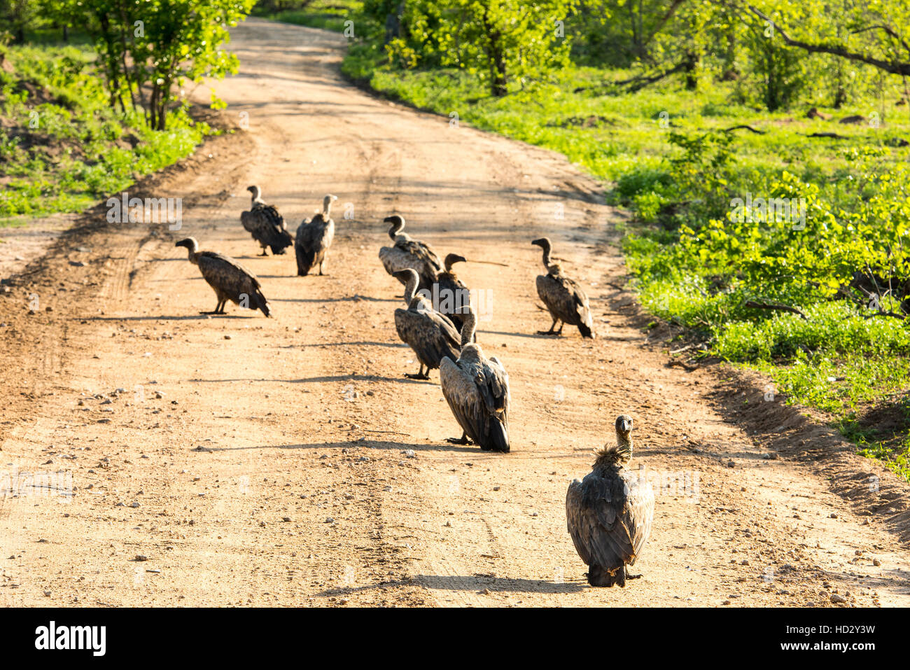 White-backed vultures feeding on carrion Stock Photo - Alamy