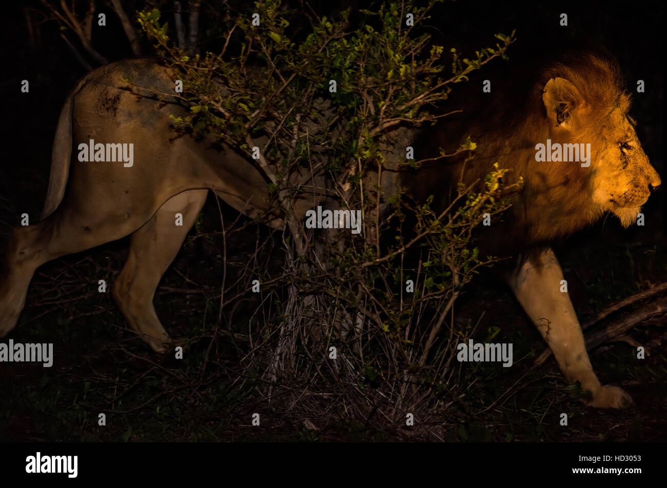 Lion eyes night hi-res stock photography and images - Alamy