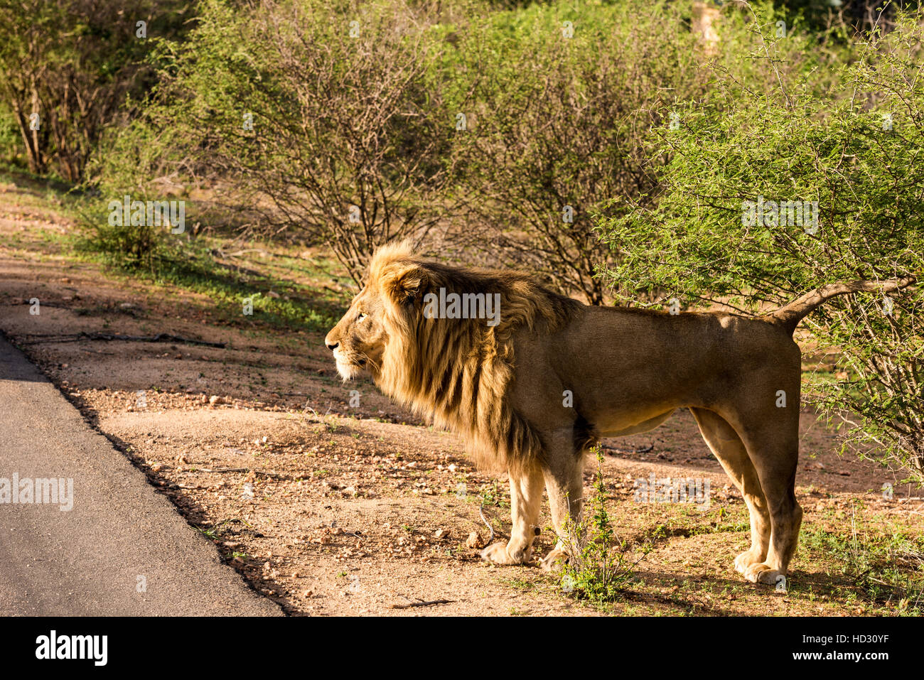 Male African Lion Stock Photo - Alamy