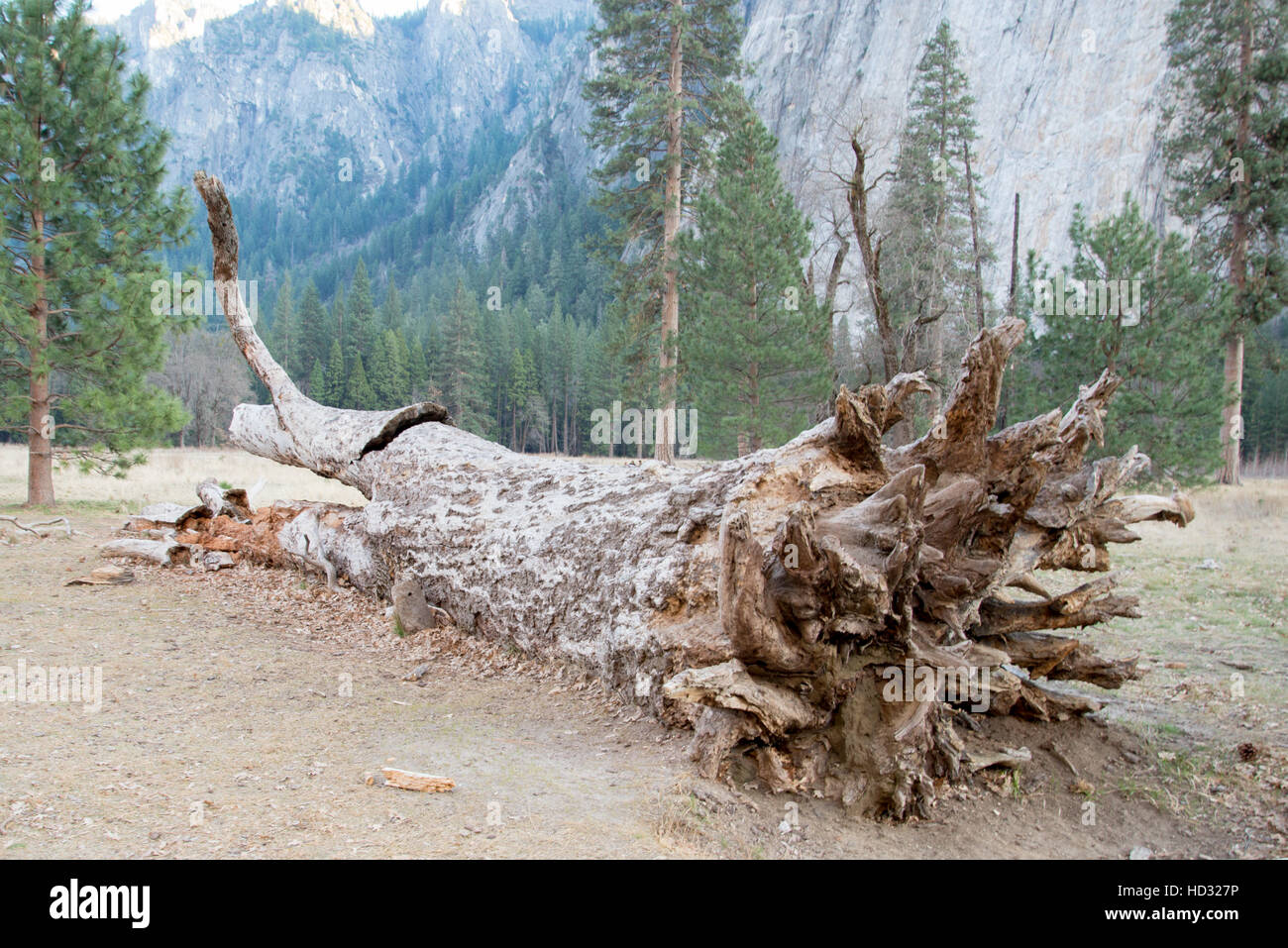 Dead tree on the forest floor Stock Photo - Alamy