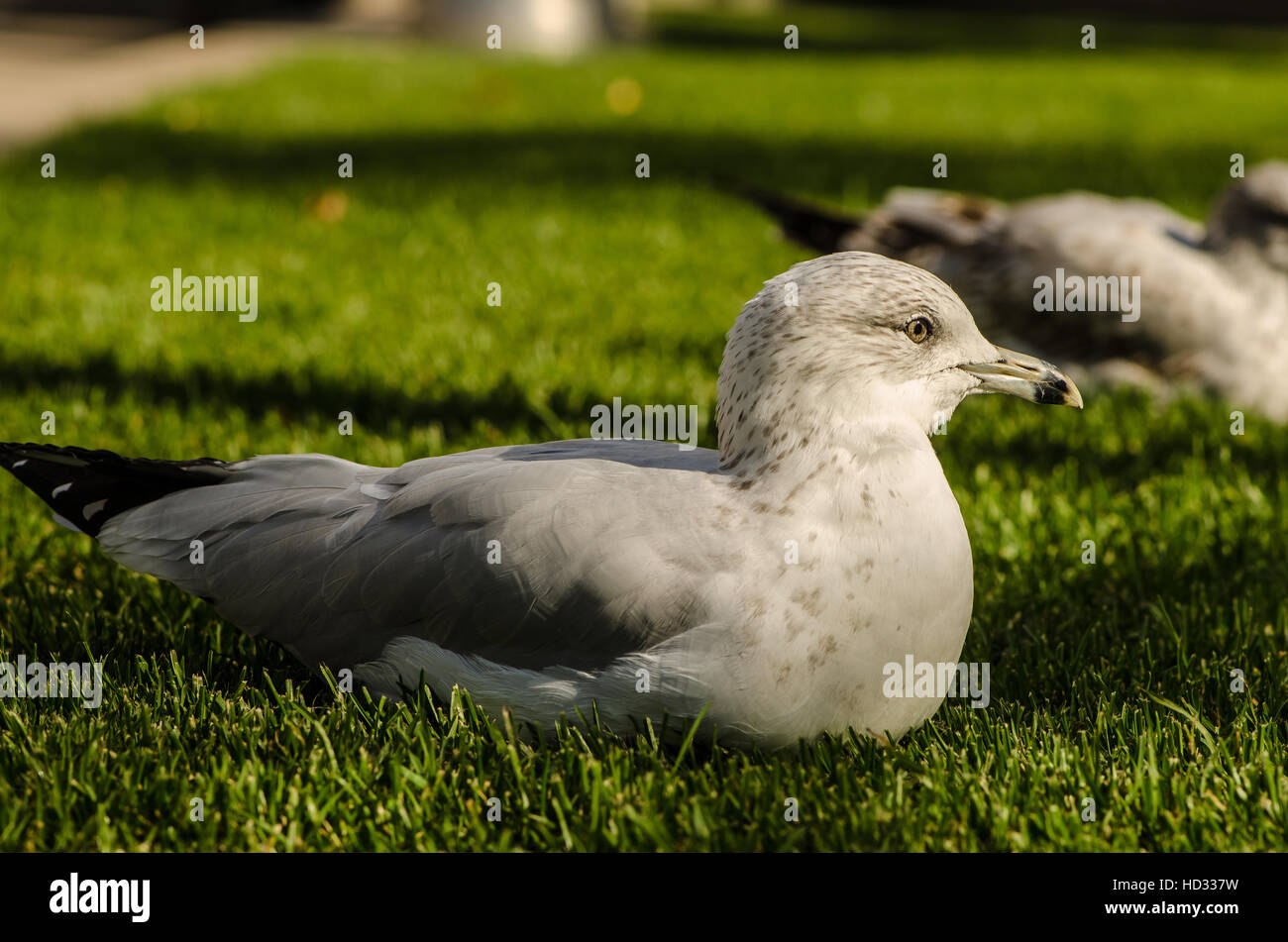 Seagull sitting on the grass close up Stock Photo - Alamy