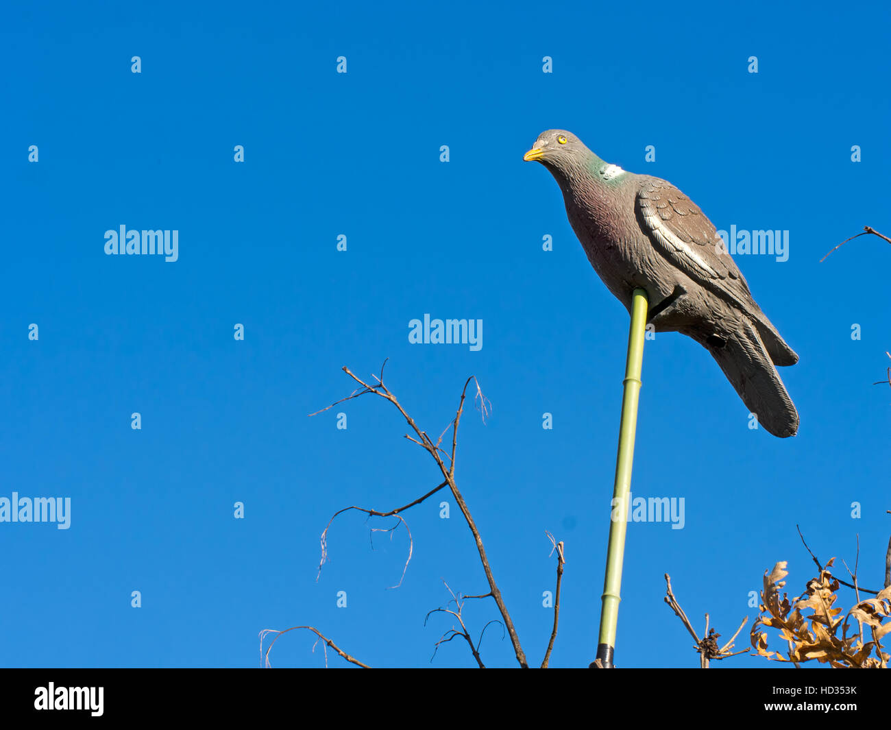 Decoy plastic pigeon Stock Photo - Alamy