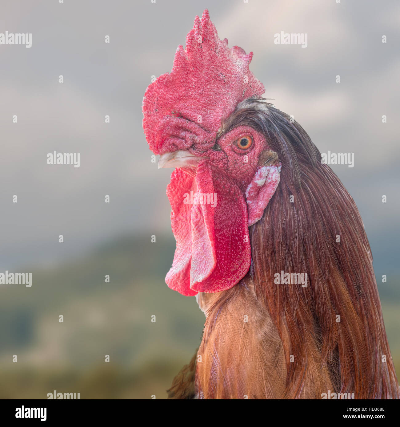 Free range poultry.Cockerel, rooster Stock Photo - Alamy