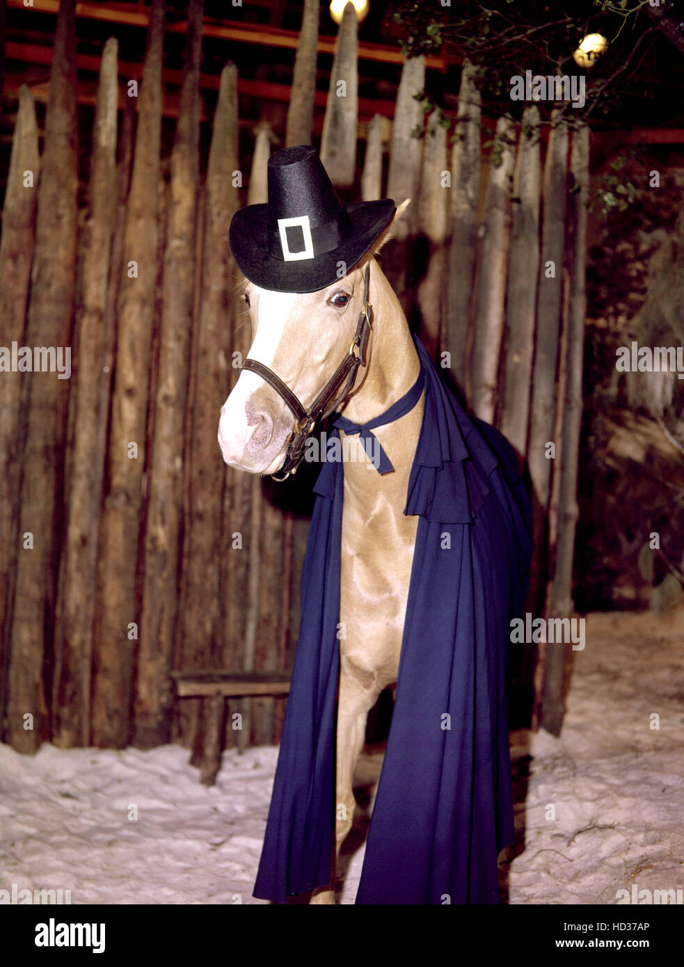 MR. ED, Mr. Ed, 1961-1966 Stock Photo - Alamy