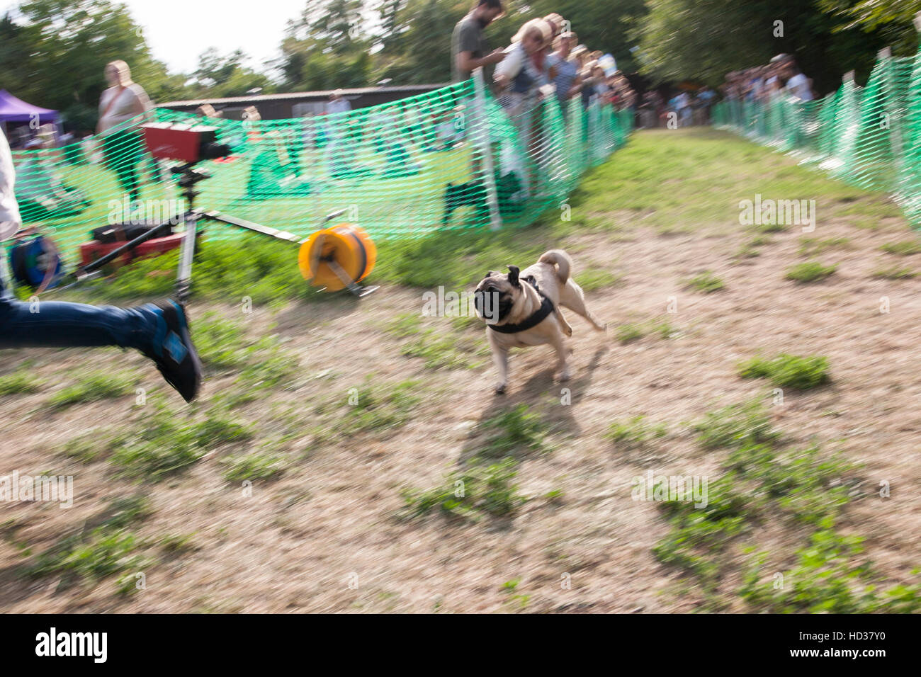 Pug race. Berlin, Germany Stock Photo - Alamy