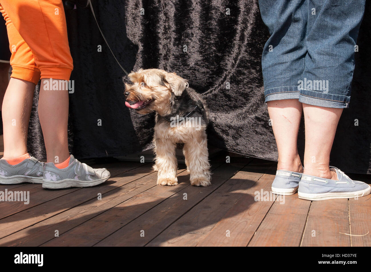 Little Dog Berlin Germany Stock Photo - Alamy