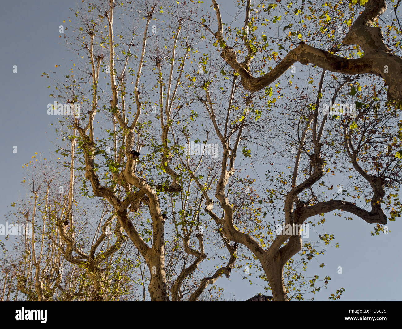 Pollarded plane trees hi-res stock photography and images - Alamy