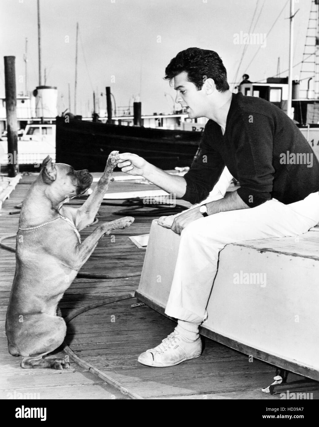 Tony Curtis teaching his pet boxer a new trick, ca. 1951 Stock Photo ...