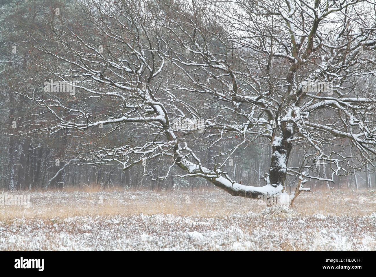 oak tree covered with snow, Netherlands Stock Photo - Alamy