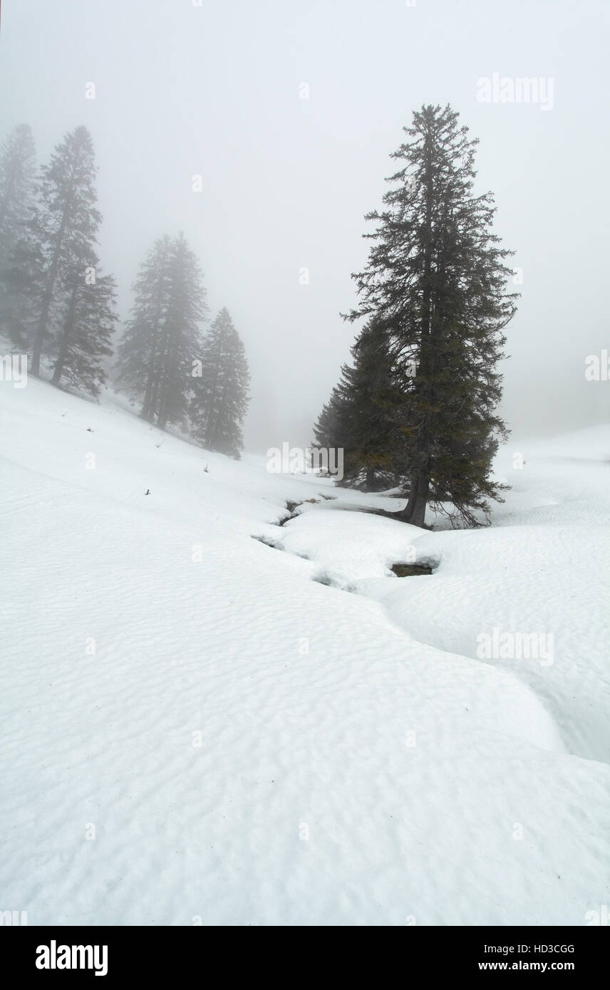 spruce trees in dense winter fog, Germany Stock Photo - Alamy