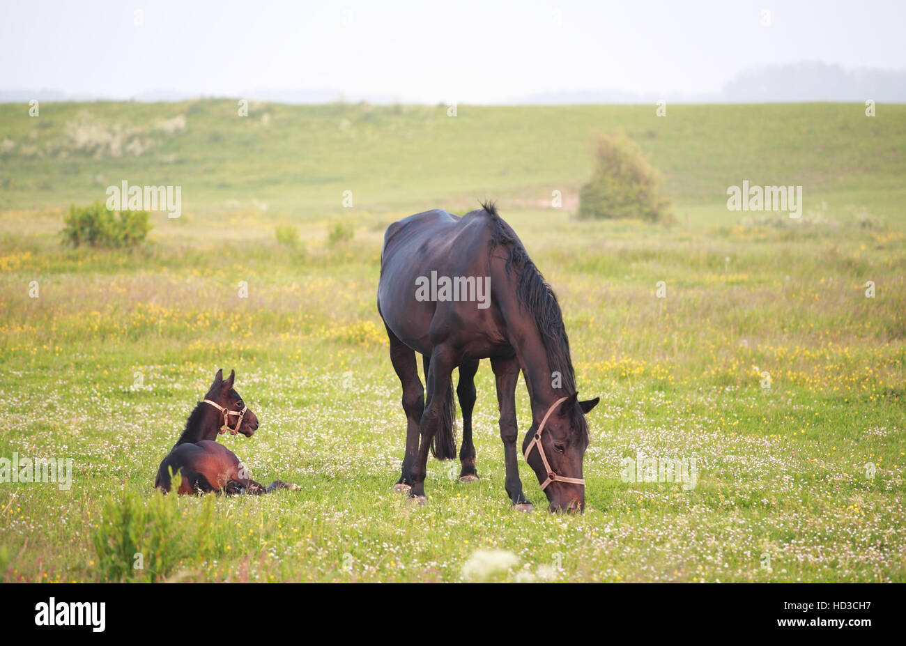 horse with relaxed foal on summer pasture Stock Photo - Alamy