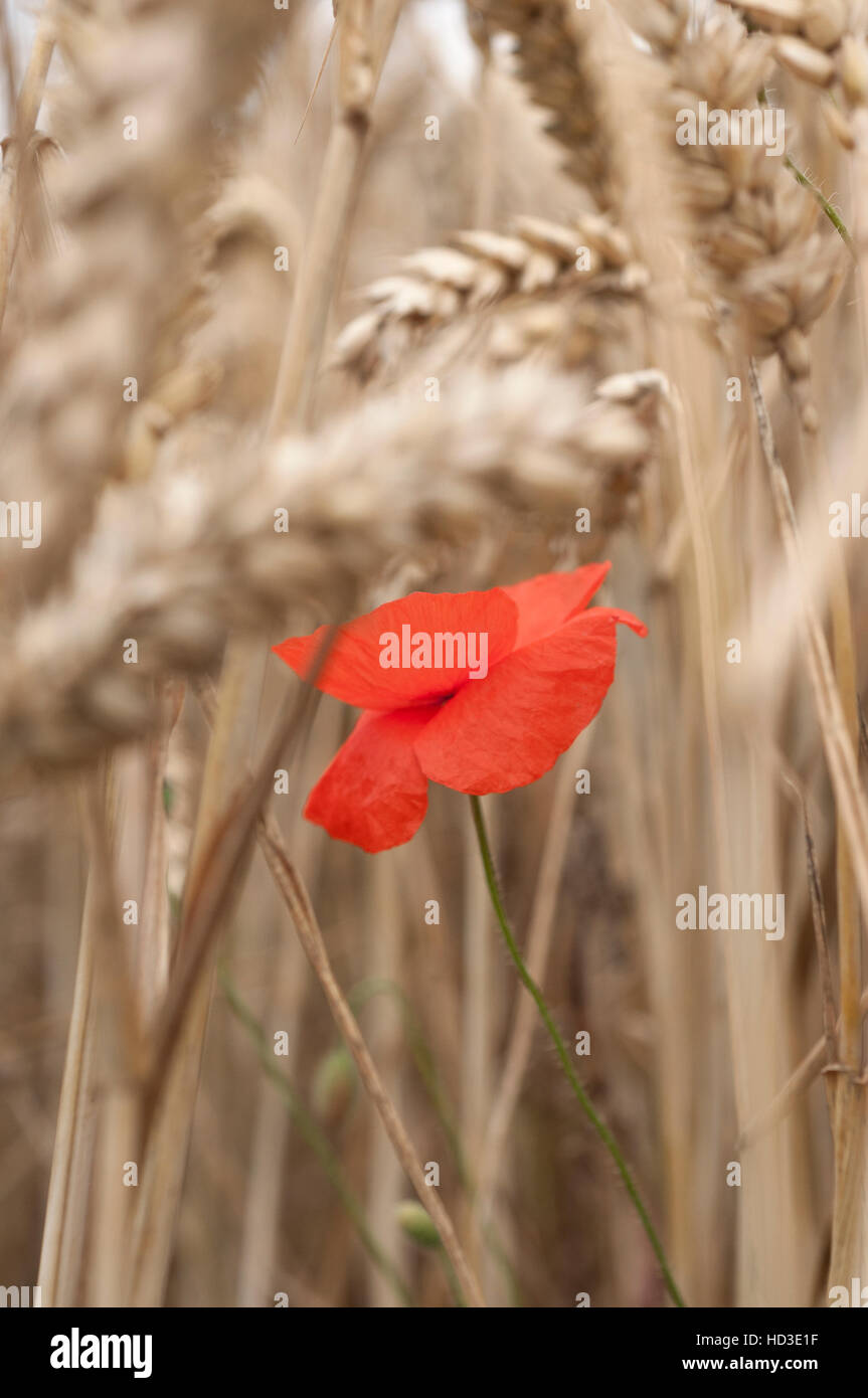 Harvesting Poppy Seeds High Resolution Stock Photography and Images - Alamy