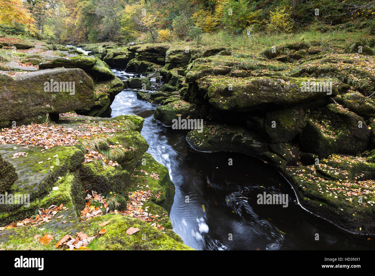 Strid wood yorkshire hi-res stock photography and images - Alamy