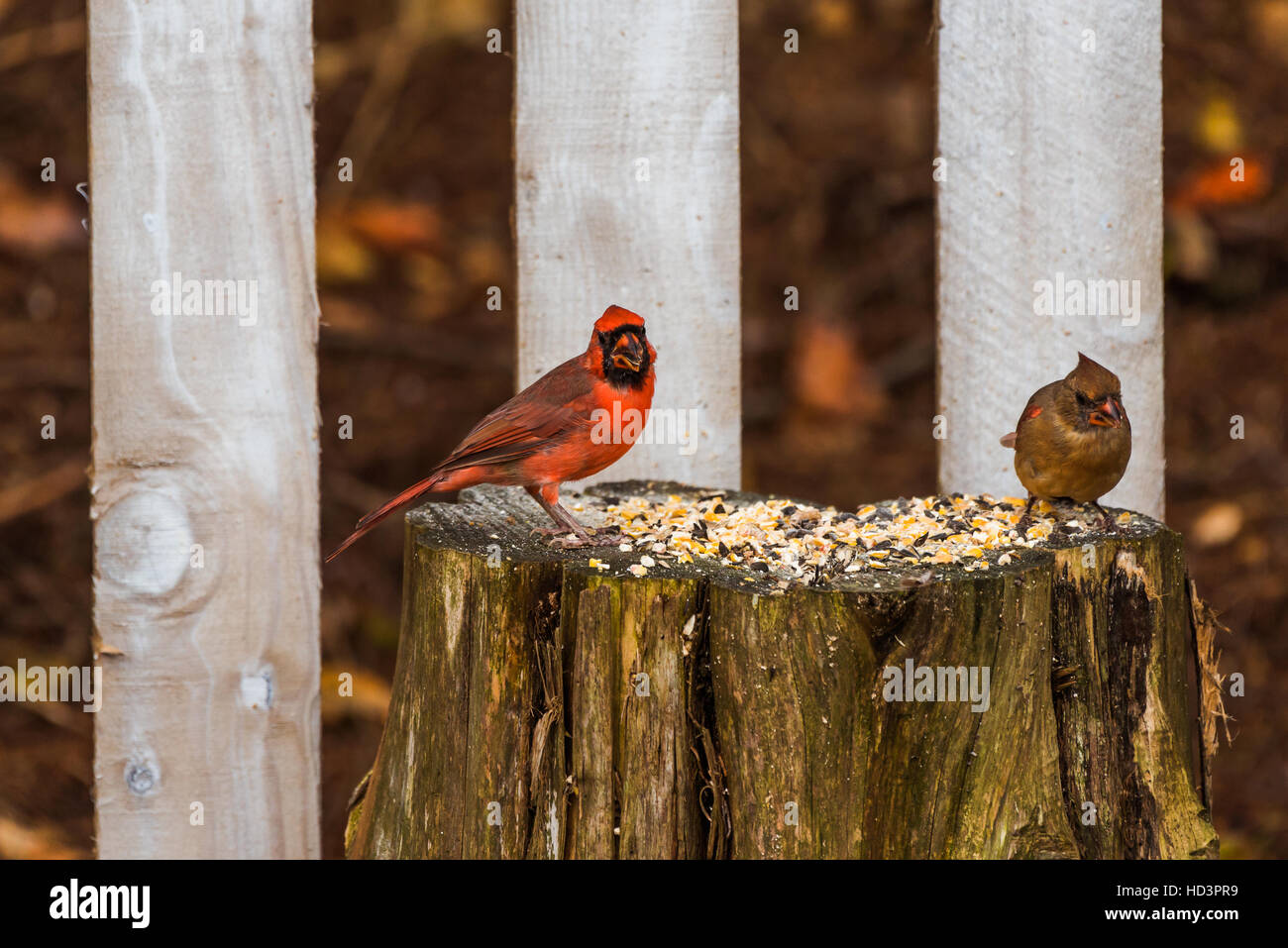 Northern cardinals (cardinalis cardinalis) sitting on a tree stump ...