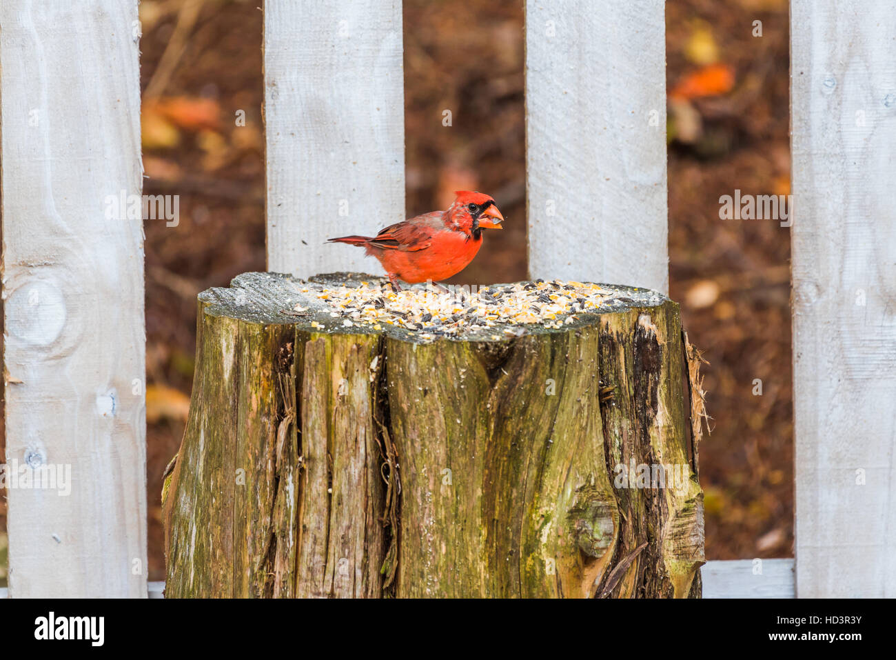 Northern cardinal cardinalis hi-res stock photography and images - Alamy