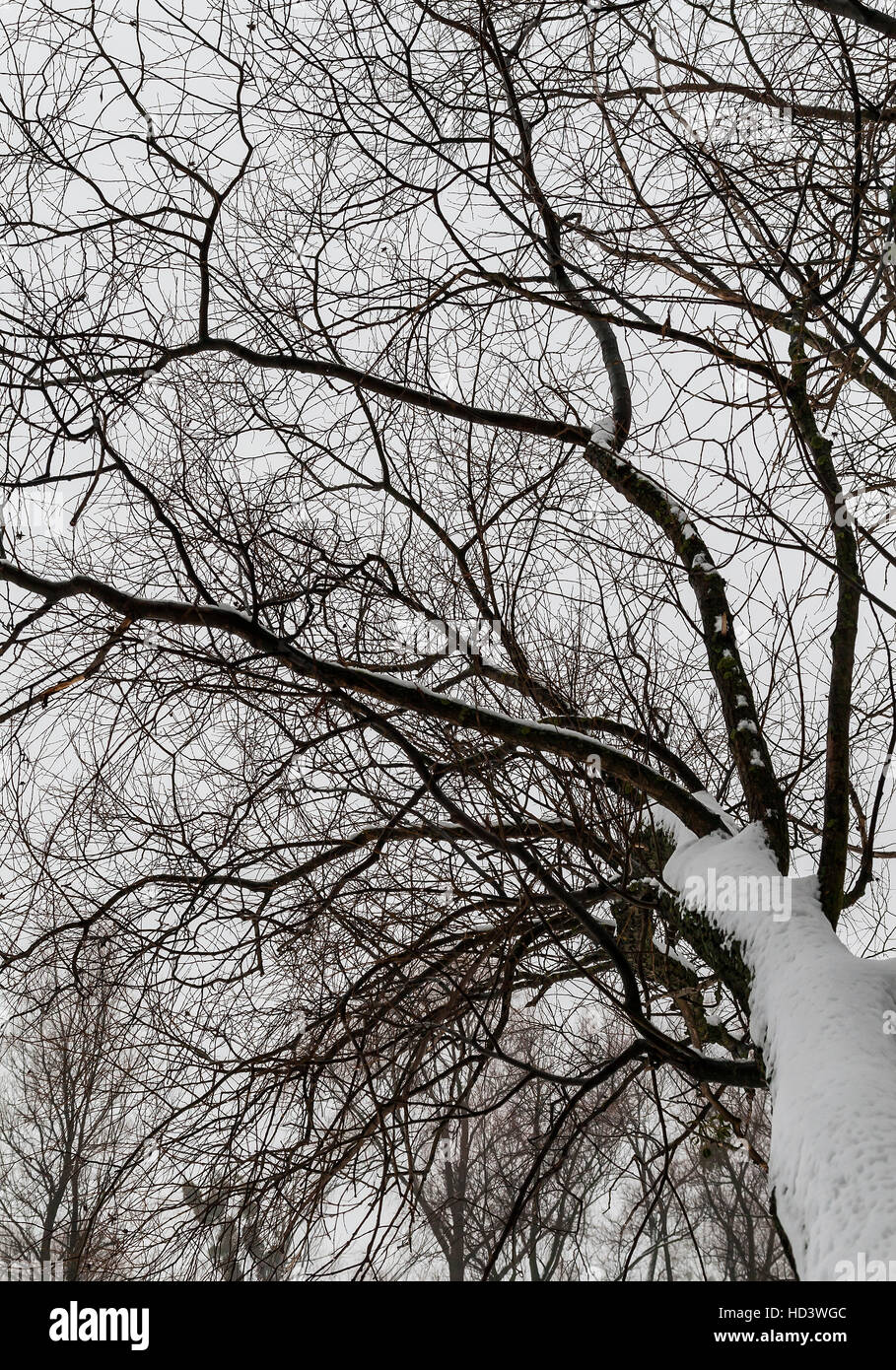 Pine tree branch from below silhouette hi-res stock photography and ...
