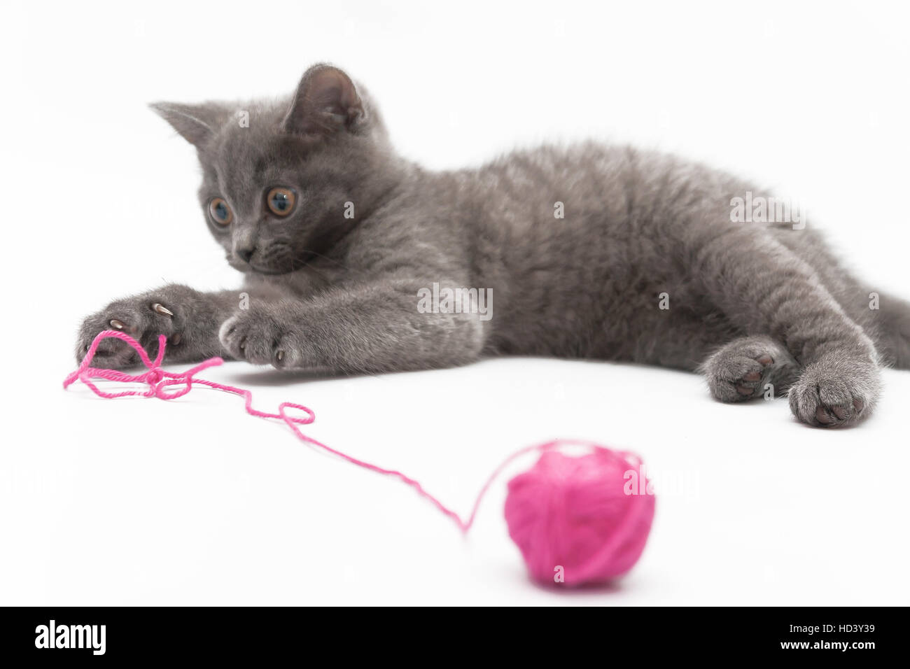 Gray kitten playing with pink clew isolated Stock Photo - Alamy