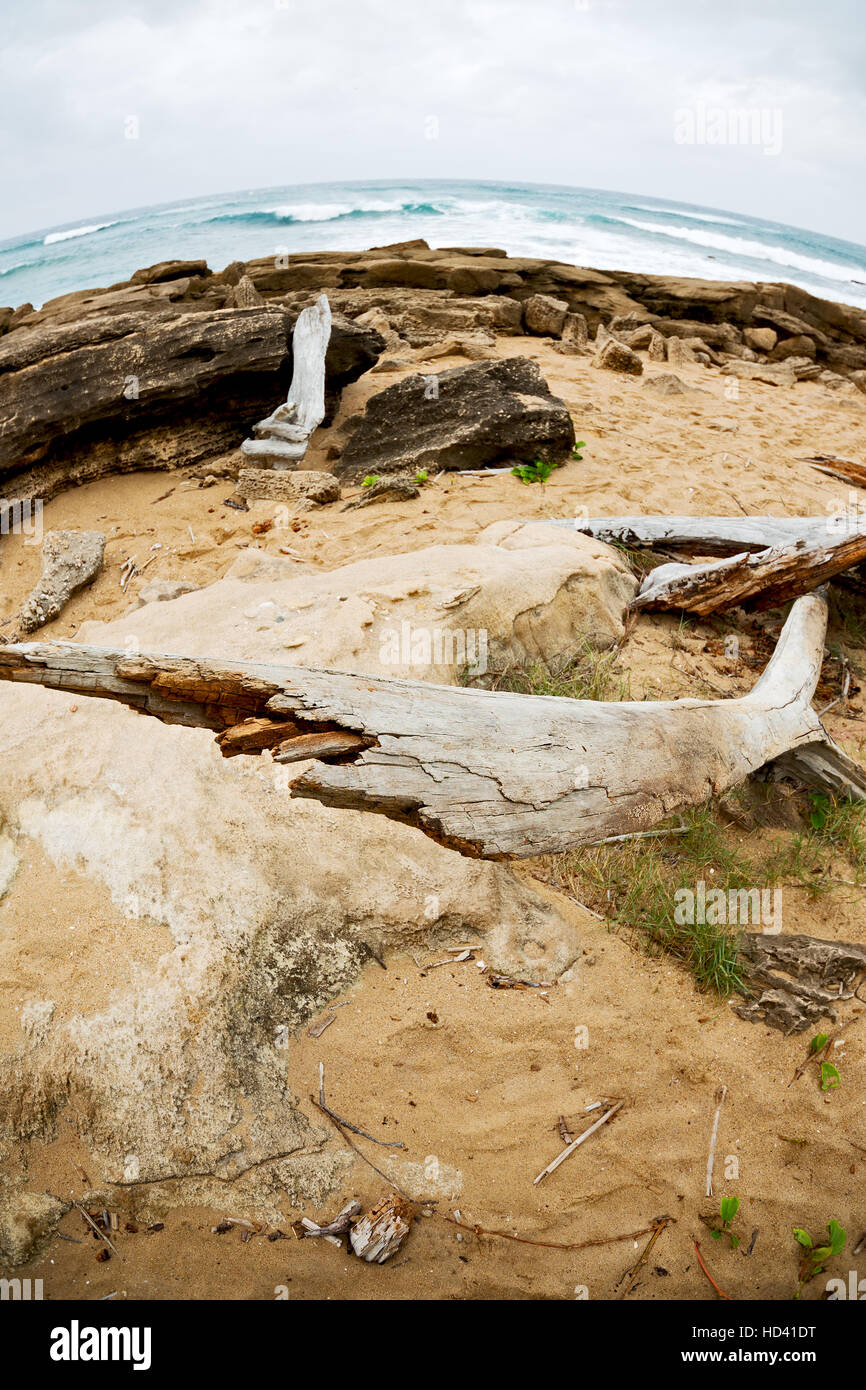 blur in south africa branch dead tree coastline of st lucia and winter ...