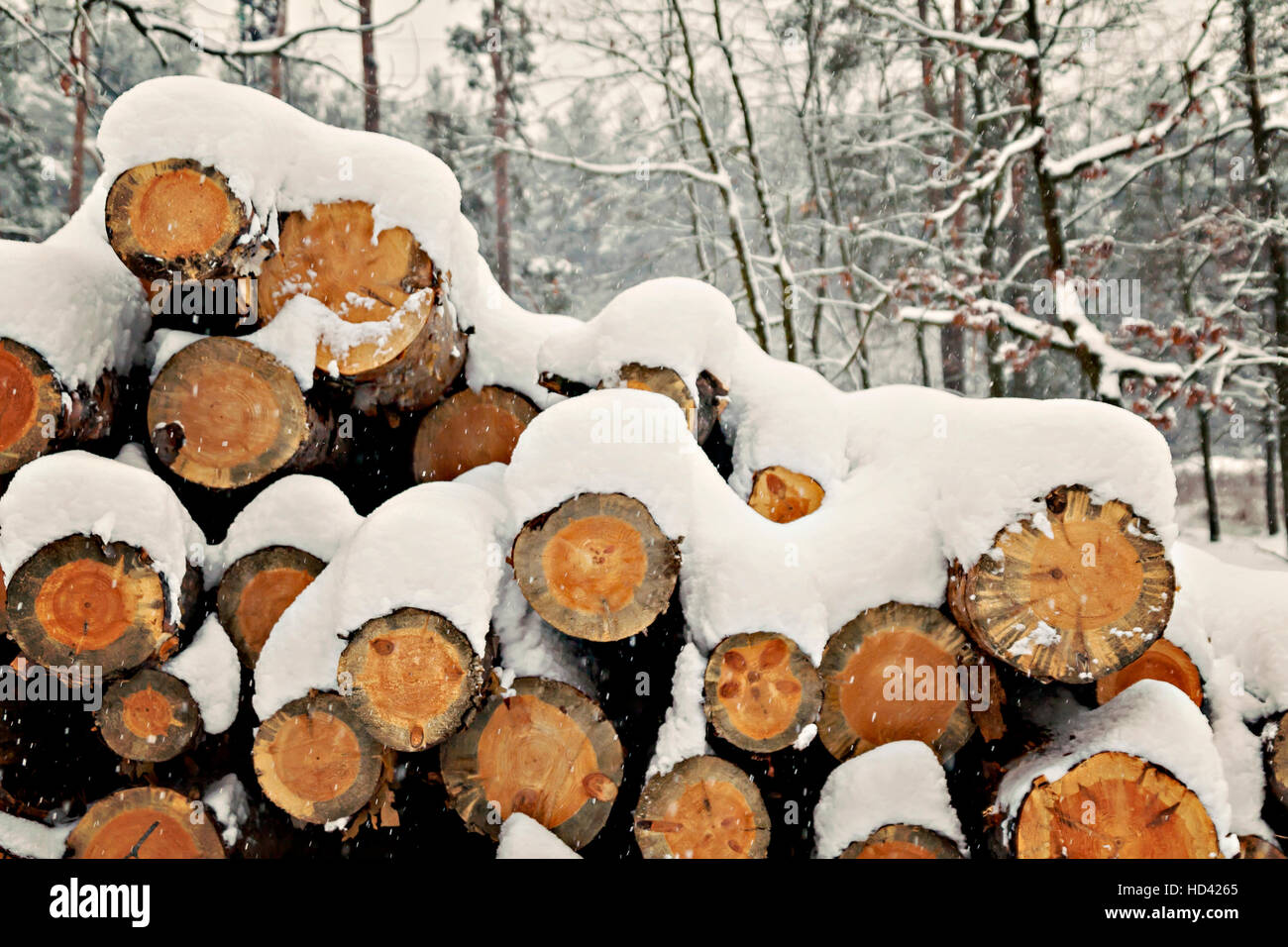logs stacked under the snow in the forest Stock Photo - Alamy