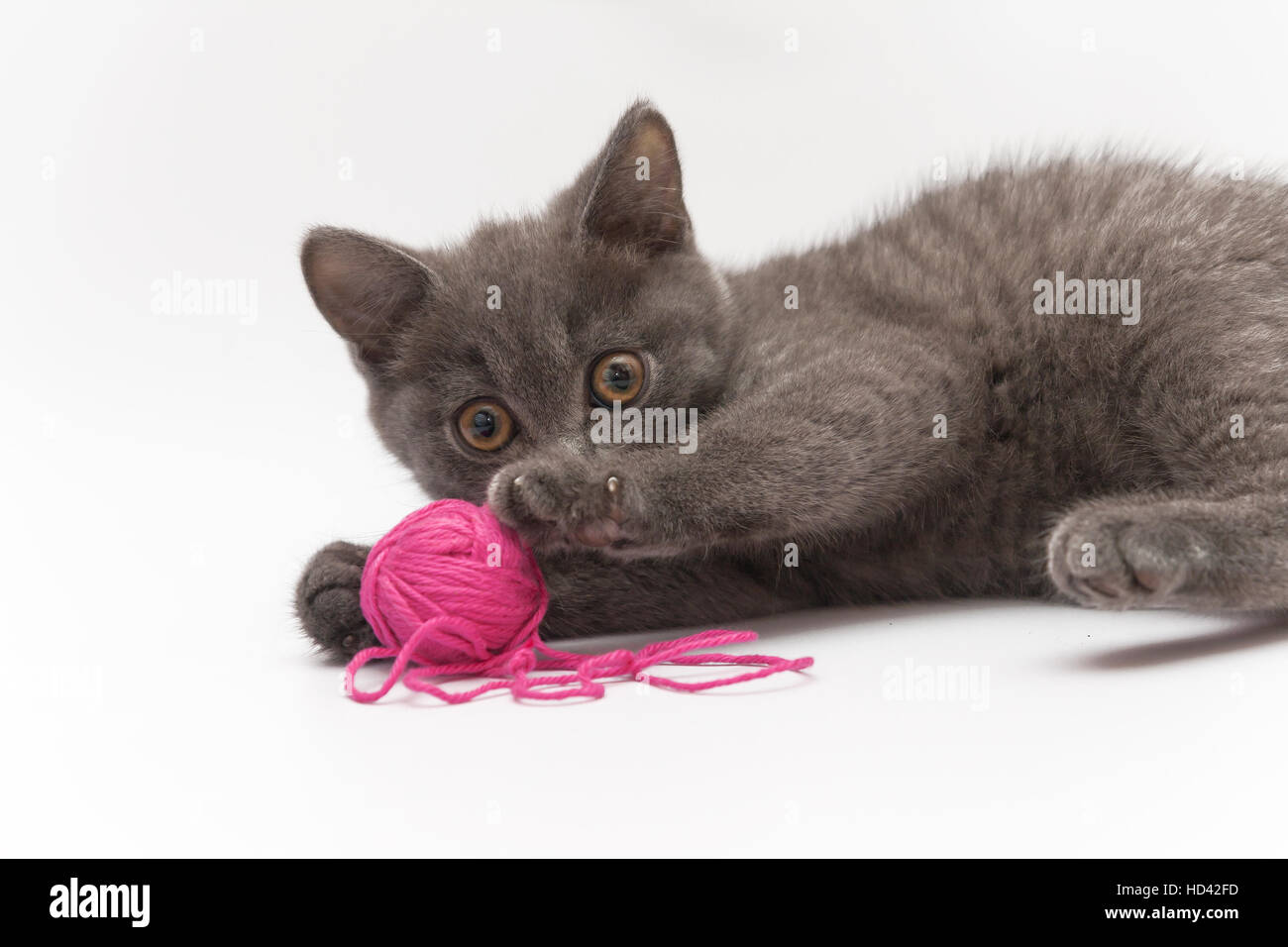Gray kitten playing with pink clew isolated Stock Photo - Alamy