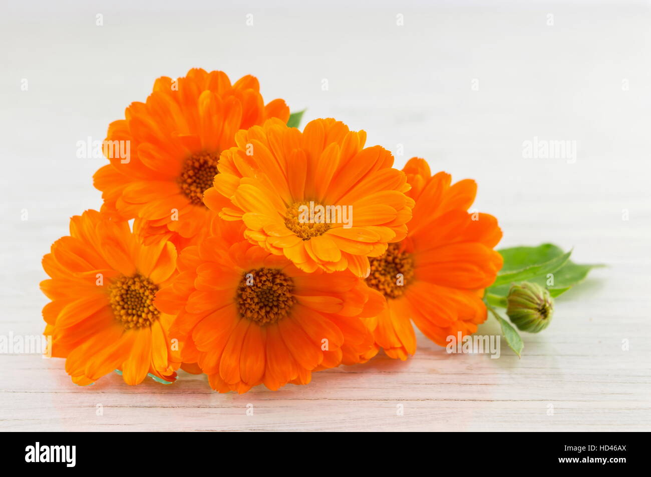 Fresh flower marigold hi-res stock photography and images - Alamy