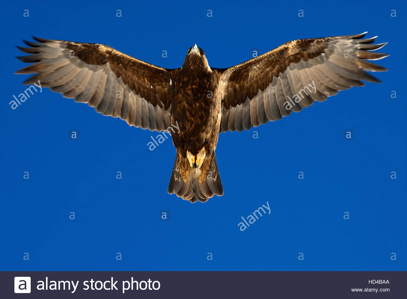 Eagle Soaring Stock Photos & Eagle Soaring Stock Images - Alamy