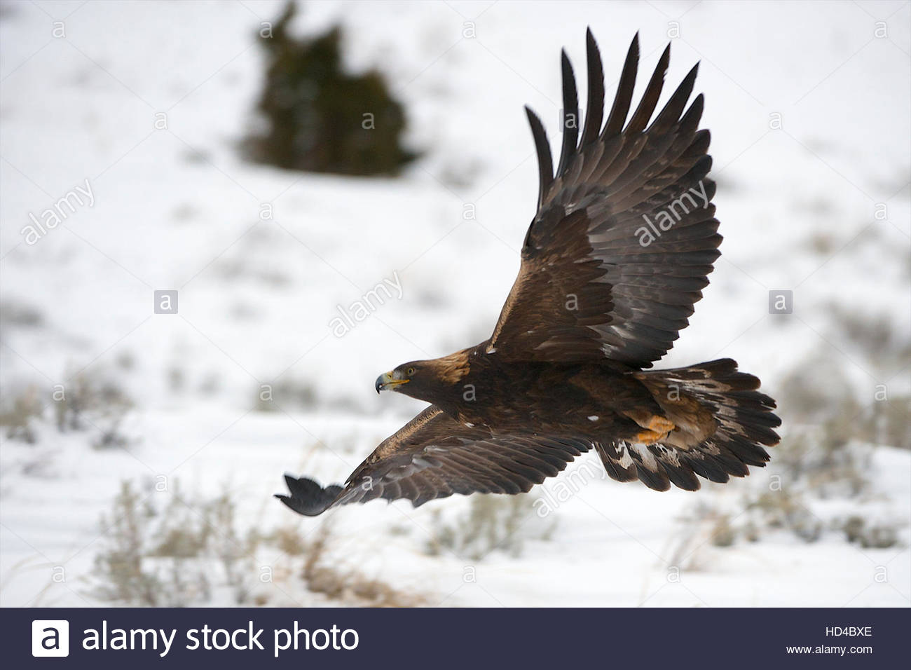 Golden Eagle Soaring Stock Photos & Golden Eagle Soaring Stock Images ...