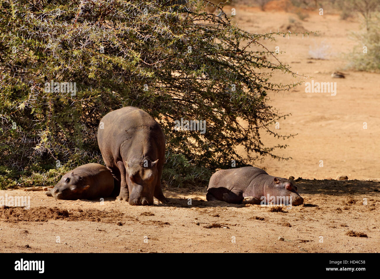 Hippos (Hippopotamus amphibius) in Erindi Private Game Reserve Namibia ...