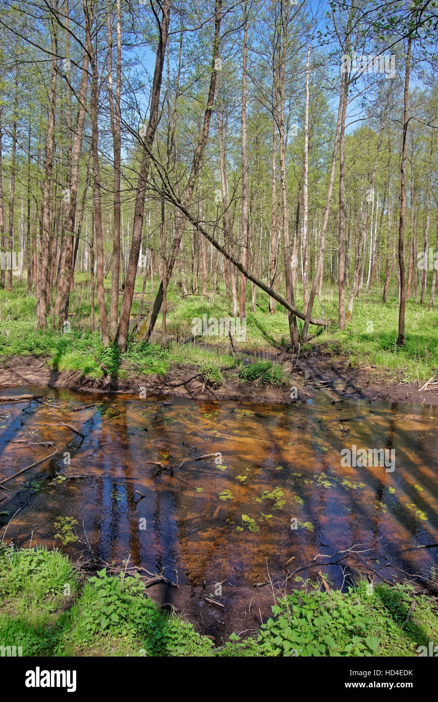 Trees at slough in Bialowieza National Park as a part of Belovezhskaya ...