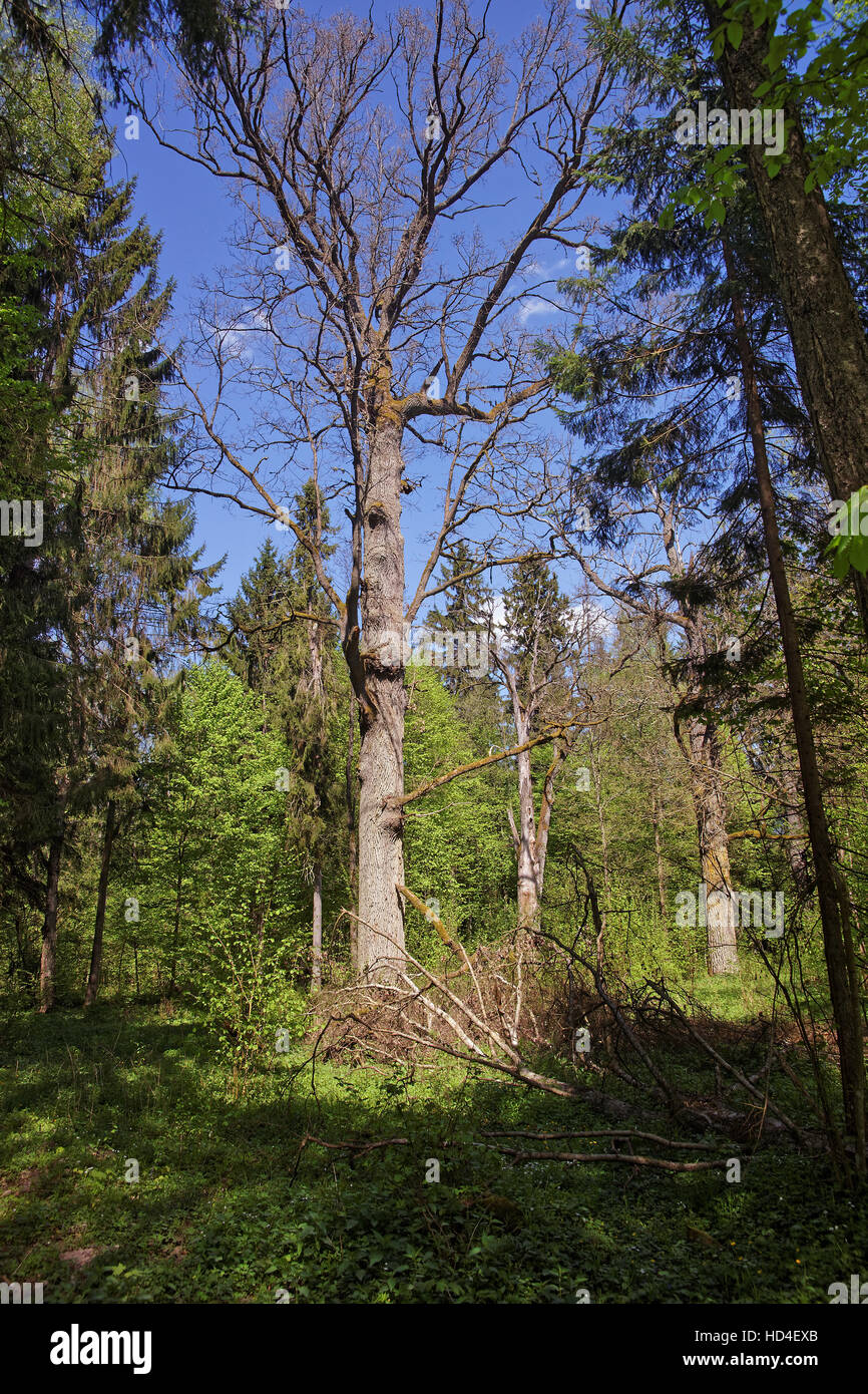 Old dry Tree in Bialowieza National Park as a part of Belovezhskaya ...